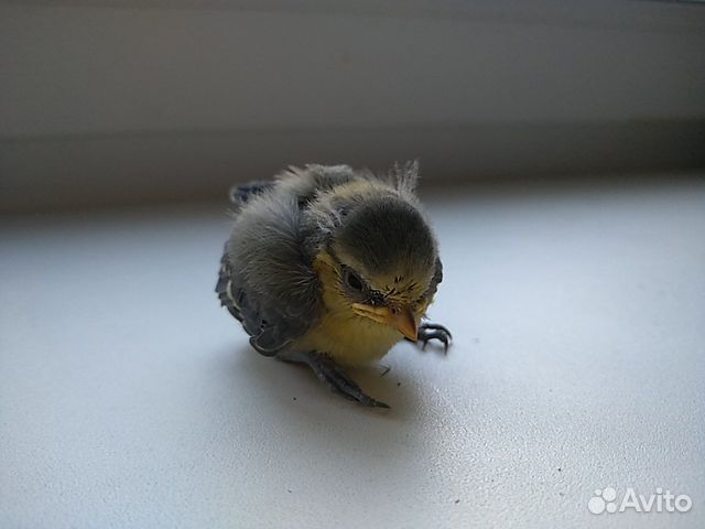 Птенец синицы