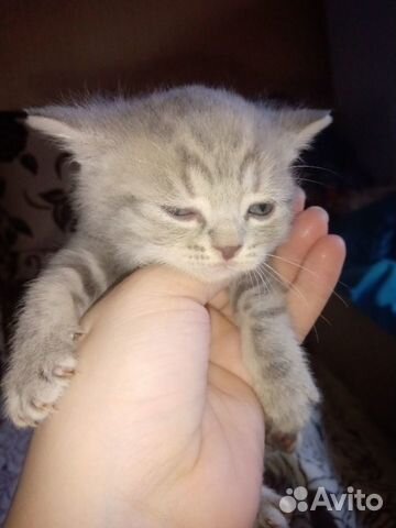 Продаю двух котят