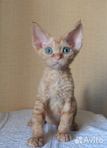 Лучик солнышка