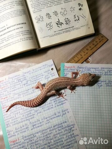 Геккон, ящерица, рептилия