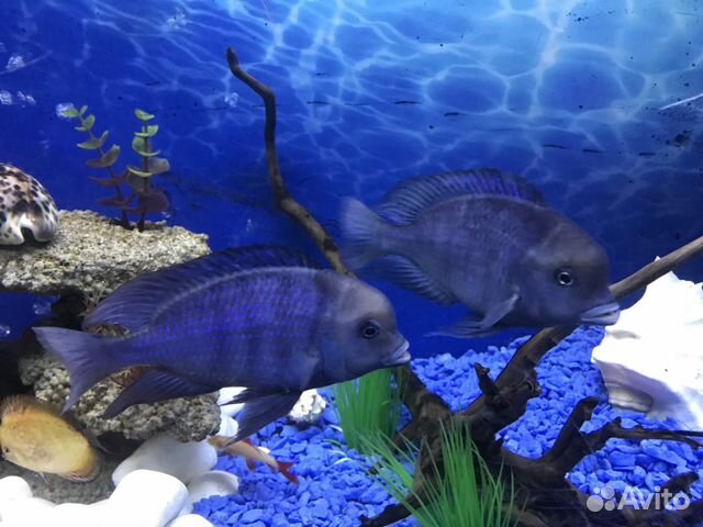 Рыба Голубой Дельфин