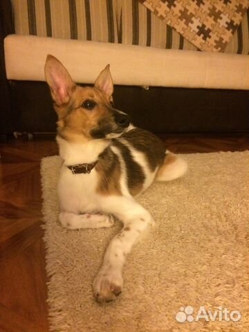 Забавный Фунтик в поисках дома