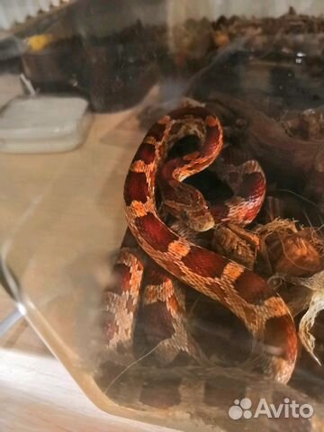 Маисовый полоз