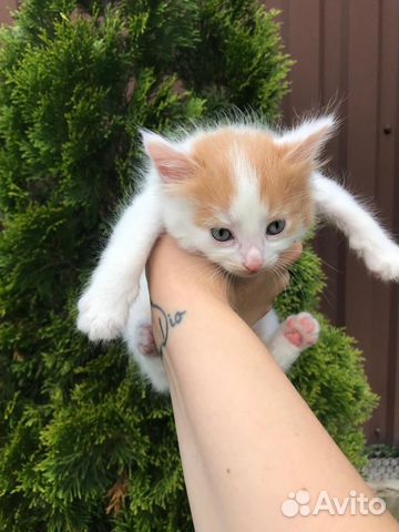 Котята черепаховые