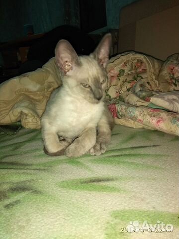 Донской сфинкс