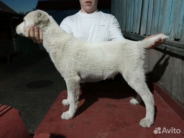 Щенки алабая