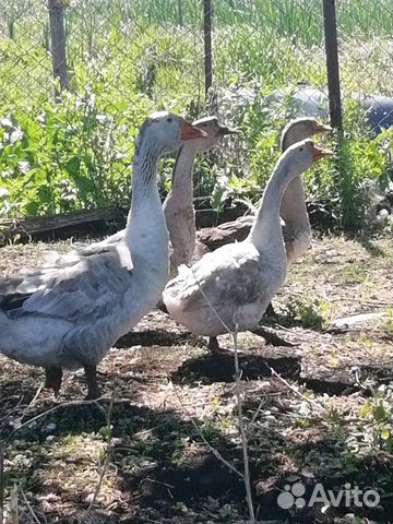 Продам семью гусей