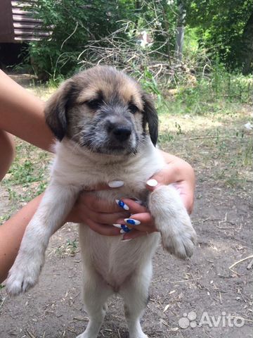 Щенки самые преданные и лучшие ждут своих любящих