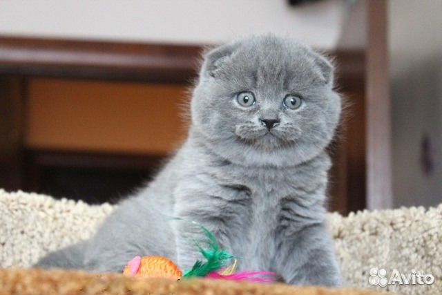 Вислоухие котята