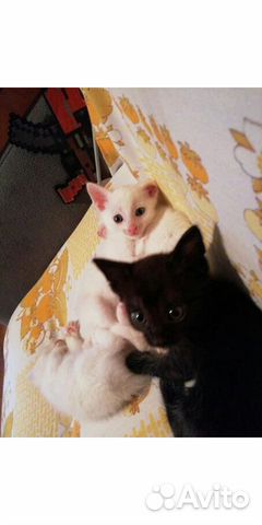 Котята