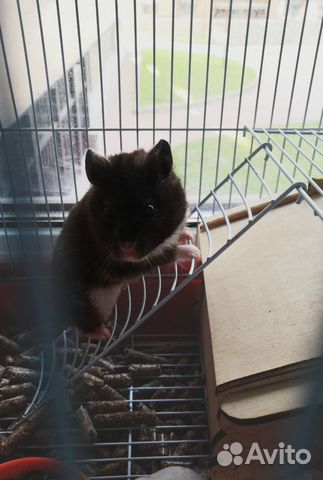 Отдаем 2 хомяков c клеткой в добрые руки