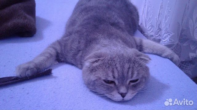 Шотландская кошечка-Вязка,Вислоухая Киса