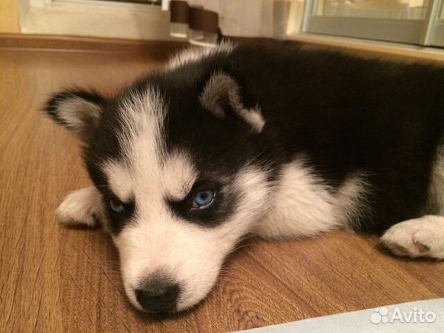 Продам щенка Хаски