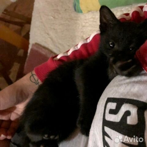 Чёрный котенок девочка
