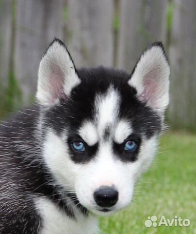 Сибирский хаски