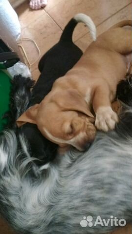 Русский спаниель + двортерьер