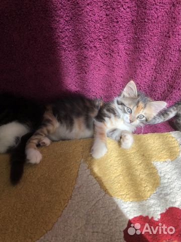 Котенок девочка