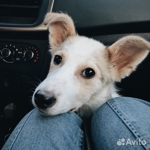 Отдам щенка