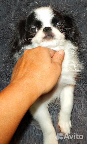 Японский хин(японский спаниель) инь-янь