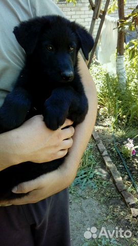 Щенок немецкой овчарки