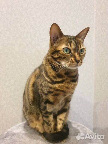 Бенгальская кошка