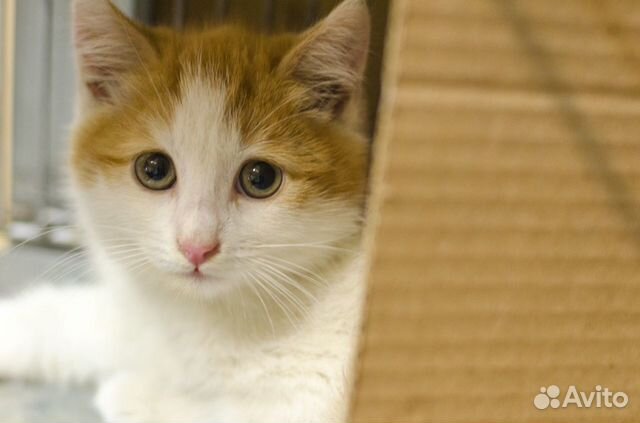 Котята 3 месяца ищут дом