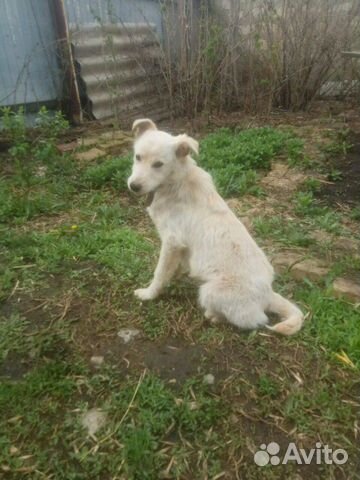 Щенок мальчик