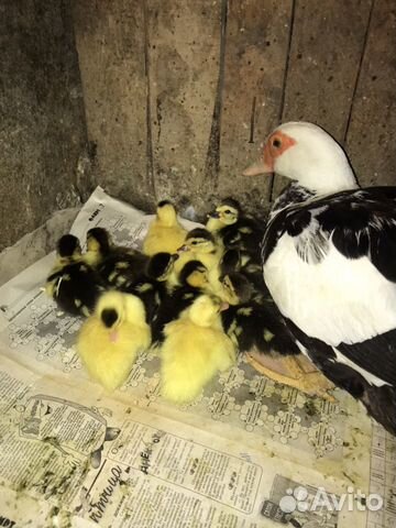 Утята с уткой