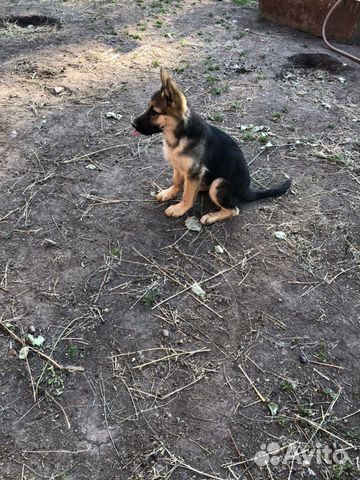 Шенок немецкой овчарки