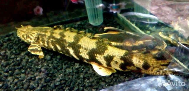 Полиптерус эндлихера