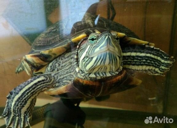 Продам красноухую черепаху