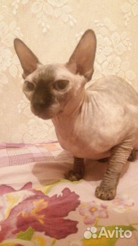 Продаю сфинкса девочку