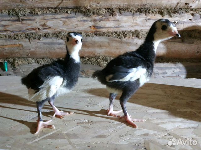 Индюшата суточные, подрощеные и взрослые