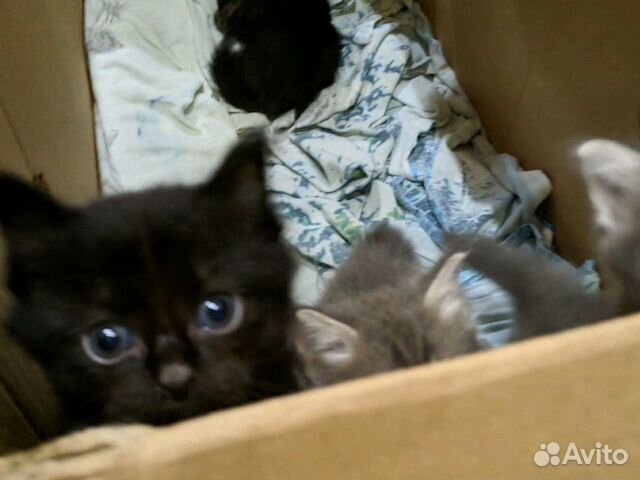 Курильский бобтейл котята