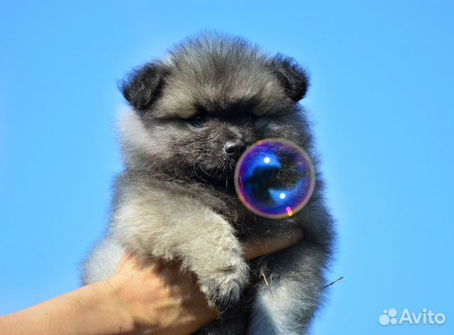 Щенки Кеесхонда