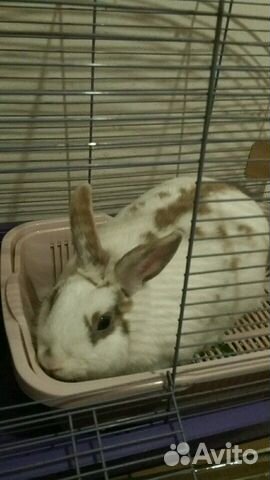 Карликовые декоративная крольчиха