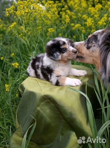 Щенки аусси-австралийская овчарка
