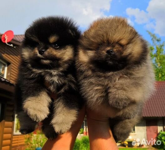 Чистокровные щенки померанского шпица