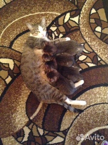 Отдам котят в добрые и порядочные руки