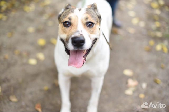 Друзья, ищет хозяина Кира -метис Стаффорда