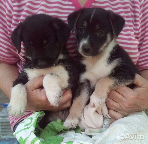 Отдам в добрые руки