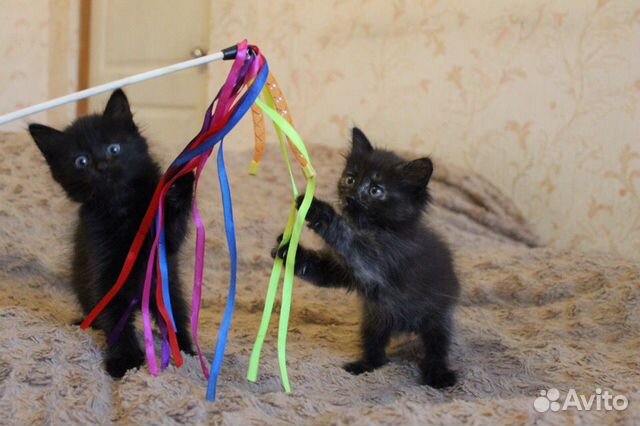 Отдам в добрые руки