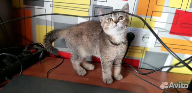 Шотландские котята