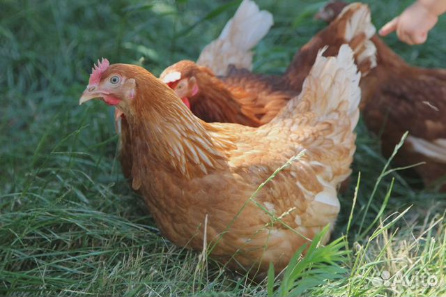 Продам 7 куриц несушек