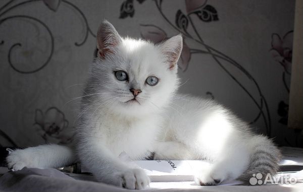 Британский котик
