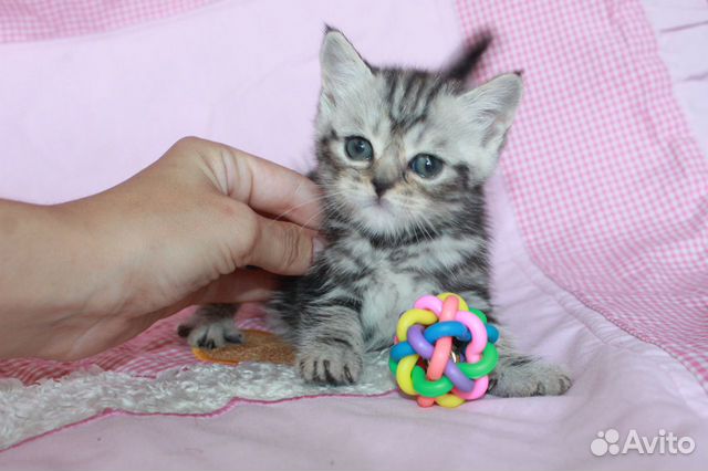 Малышка бриташка