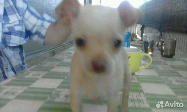 Мини тойчик