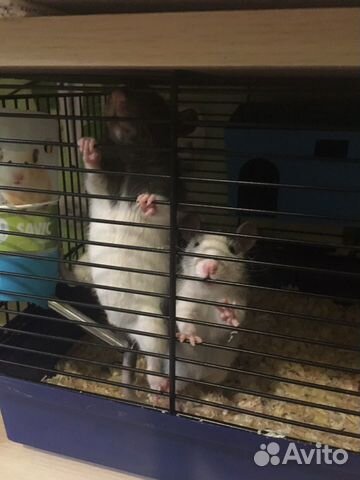 Отдам в добрые руки двух крысят, девочку и мальчик