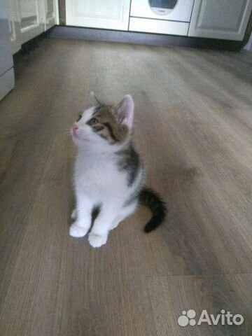 Котик Василий