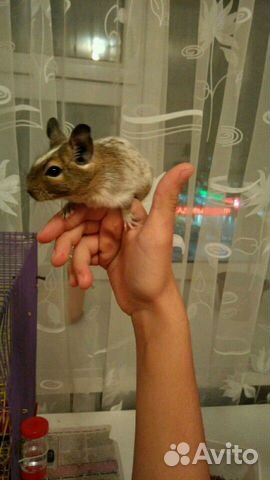 Животные